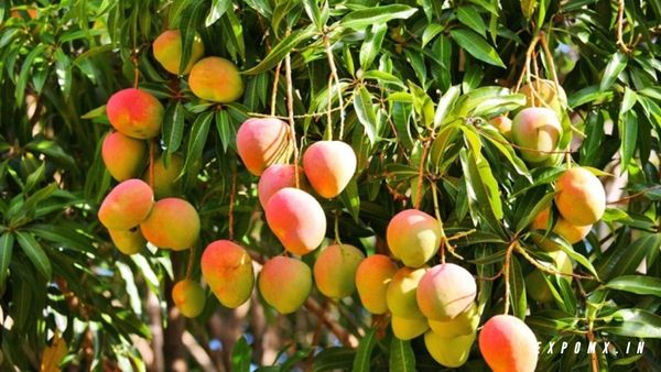 Gulab khas Mango plant