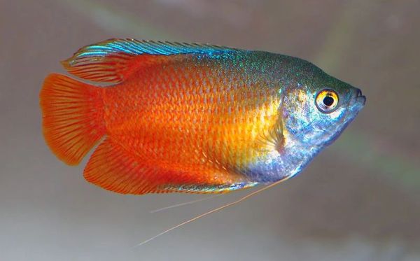 [ 4 Piece ₹499 ] Lily Gourami Fish
