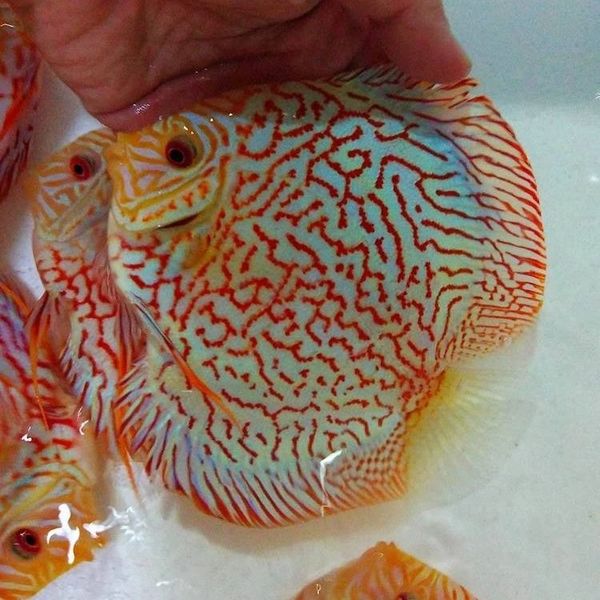 Red Tiger Pigeon [ Malaysian Breed ]