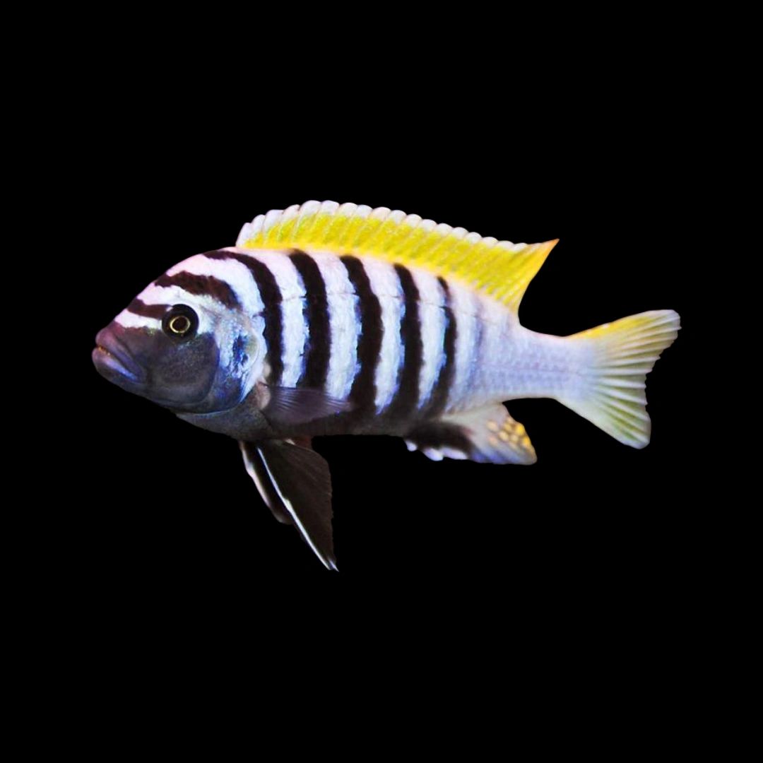 Cynotilapia Zebroides Jalo Reef Cichlid Fish coming soon