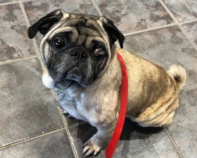 Pug Rescue