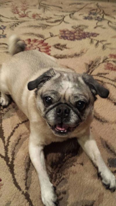 Our Dogs | Pug Rescue & Sanctuary