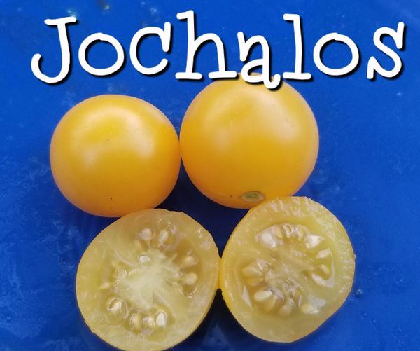 Micro Dwarf Jochalos Tomato