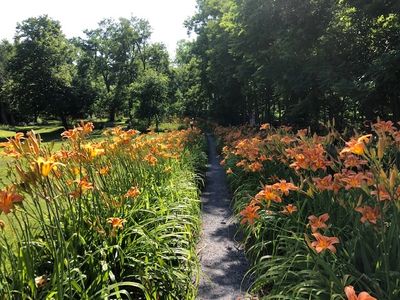 Lily Park | Schoharie Promotional Association