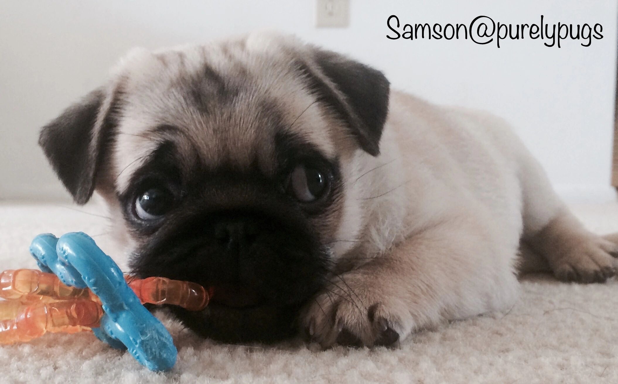 Purelypugs - Pug, Pugs, Puppies, Breeder