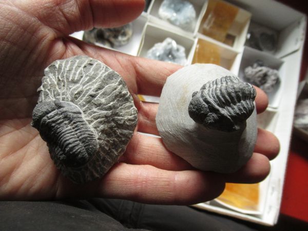 Fossil Trilobite-Smooth matrix