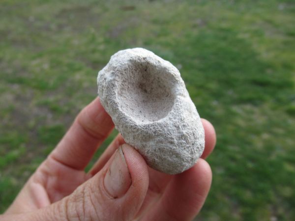 Weevil Cocoon fossil