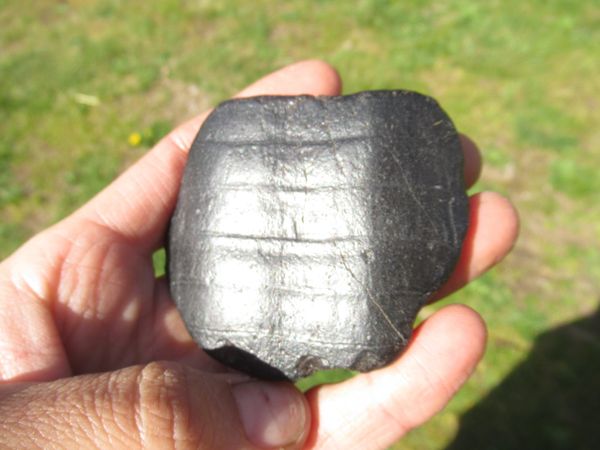 Sting ray mouth plate fossil