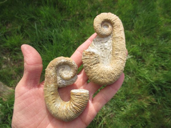 Macroscaphite fossil-"the uncoiled ammonite"