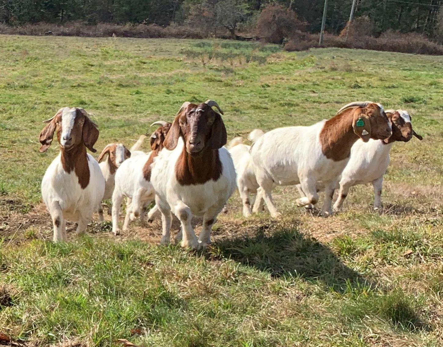 What are Boer Goats?