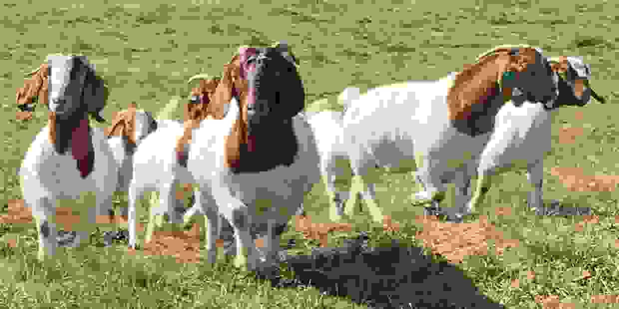 Boers | Oak Hollow Livestock