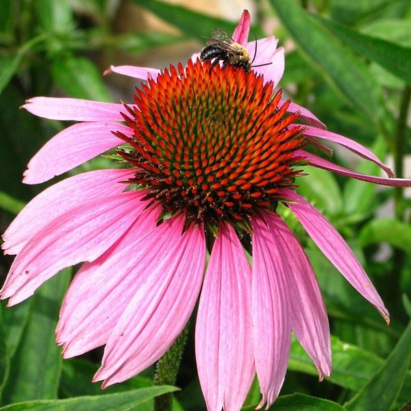 Purple Coneflower (Echinacea) Flower Seeds