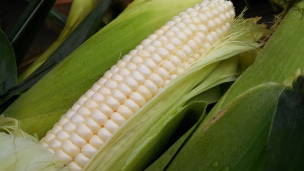 Silver Queen Corn