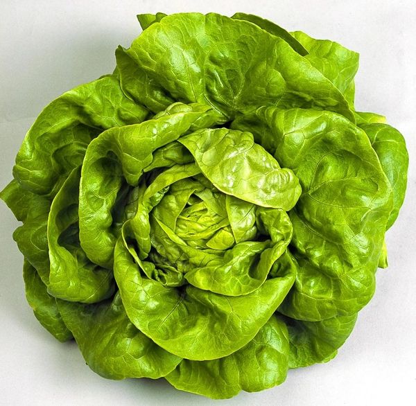 Boston Butterhead Bibb Lettuce- 1,000+ Seeds