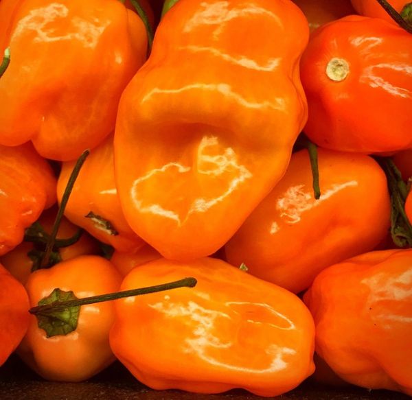 Orange Scotch Bonnet- 30+ Seeds