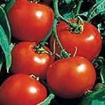 Rutgers Tomato Seeds- Organic