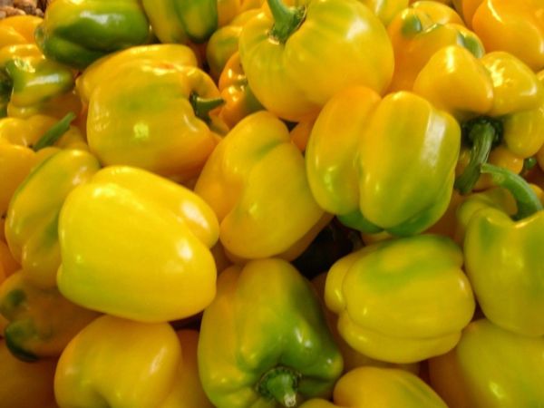 Quadrato Giallo D'Asti - Yellow Pepper Seeds
