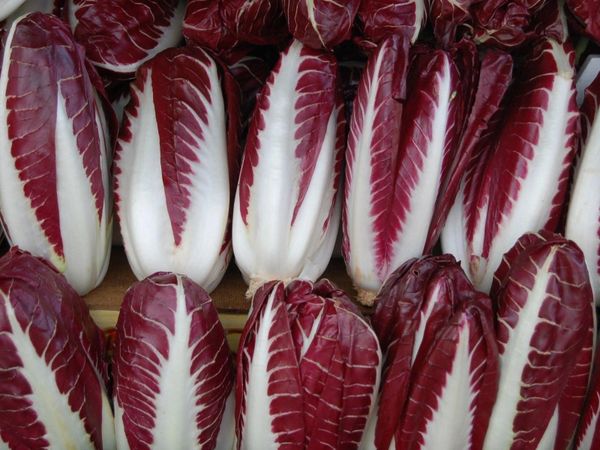 Radicchio - Rossa di Treviso Precoce (Lettuce) Chicory Seeds