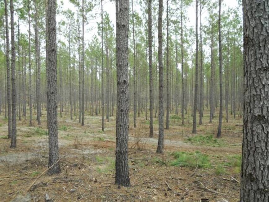 A Managed Forest | Interstate Forest Products LLC.