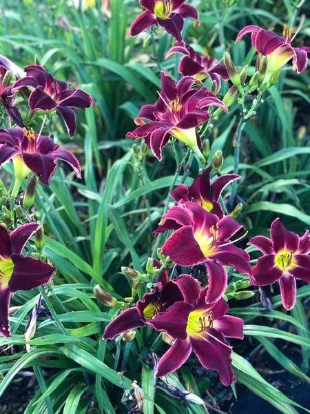 Daylily - James Dean Gallion