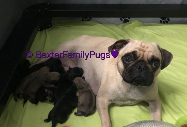 Baxter Family Pugs - Pug Puppies, Pug Puppies for Sale