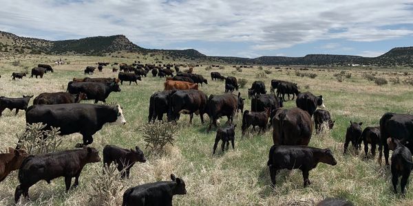 Local Beef, All Natural - Mesa Beef - Denver, Colorado
