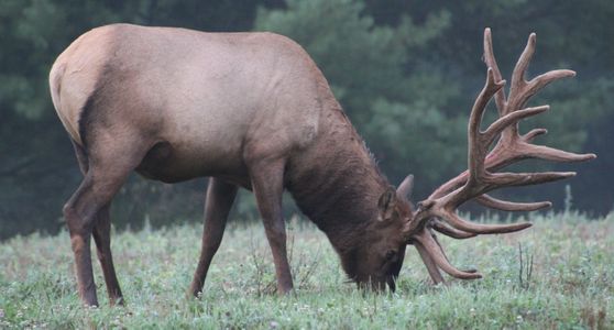 Elk Guides - Trophy Rack Lodge | Trophy Rack Lodge