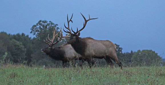 Pennsylvania Elk Outfitter - Trophy Rack Lodge