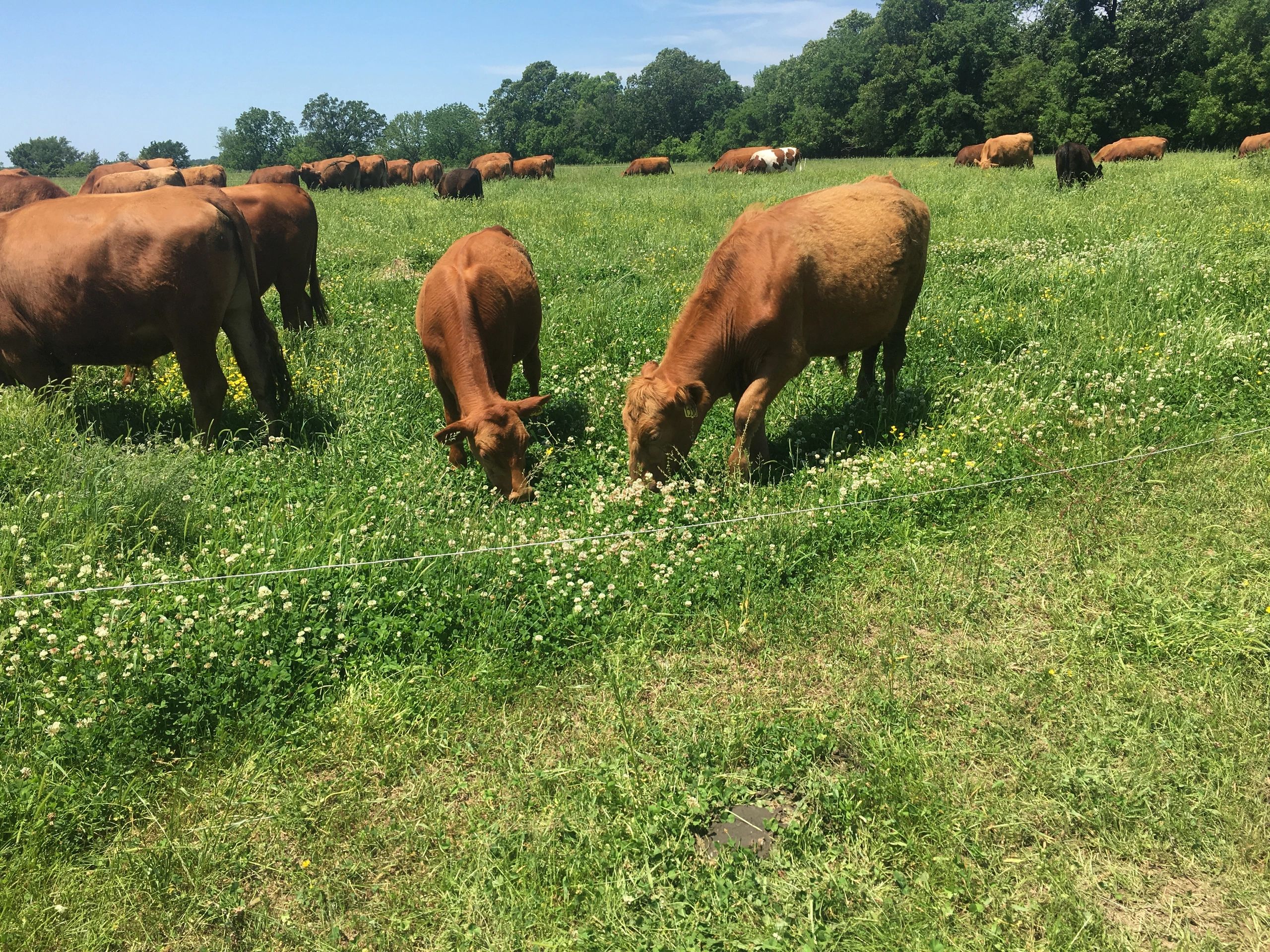 Ozark Pasture Beef, LLC