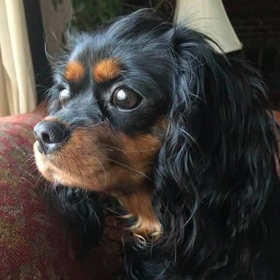 Puppy Willow Cavapoos and Cockapoos - Wisconsin