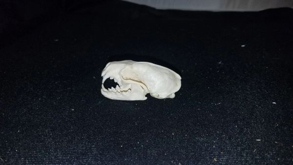 Real Grade A American Mink Mustelid Animal Skull - Skeleton - Taxidermy ...