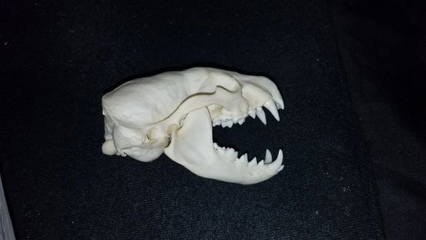 Real Grade A American Badger Mammal Animal Mustelid Skull - Skeleton ...