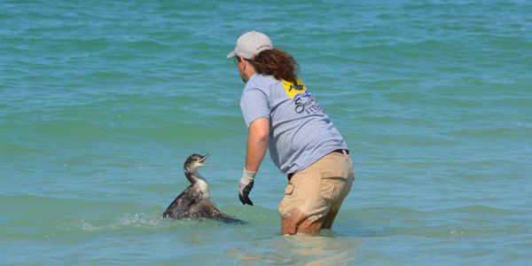 Bird Rescue | Seaside Seabird Sanctuary