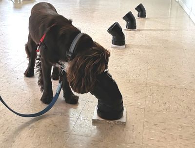 UK Sniffer Dogs Scentwork | K9 Klass