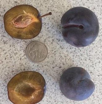 ANGELINA PLUM TREE (PICK UP ONLY)