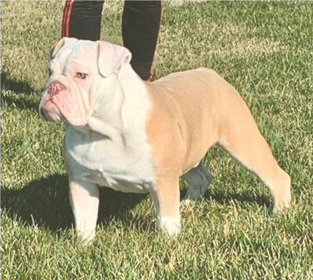 Miniature English Bulldog Full Grown Size