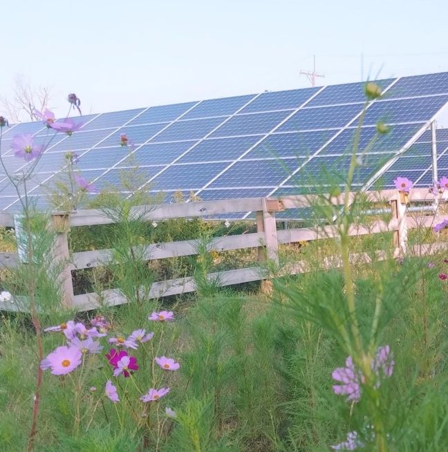 Solar Pollinator Habitat