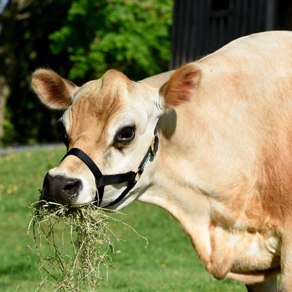Mini Cattle Supply Halters and Lead Ropes for Mini Cows