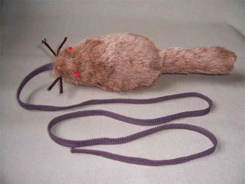 Drag Rat