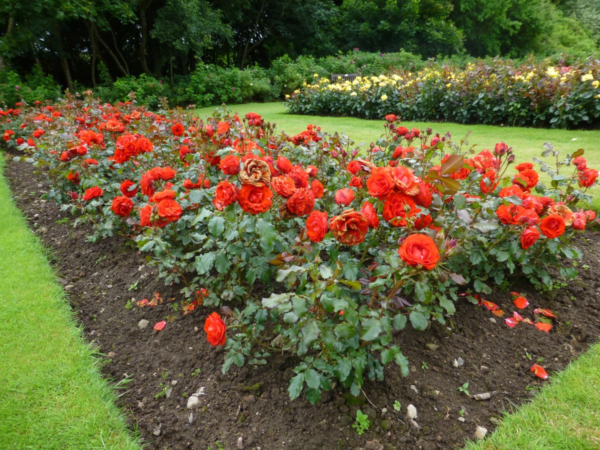 Shrub Roses in bundles of 5 or 10