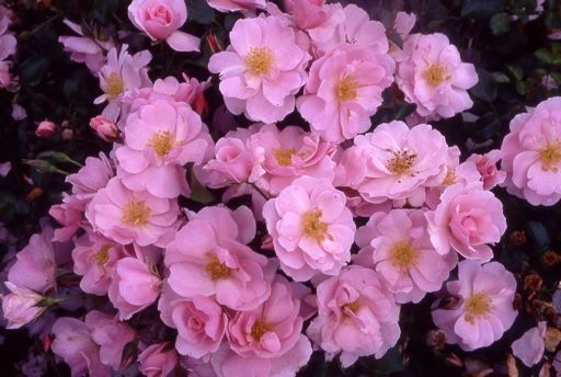 Roses of the Year Award Winners