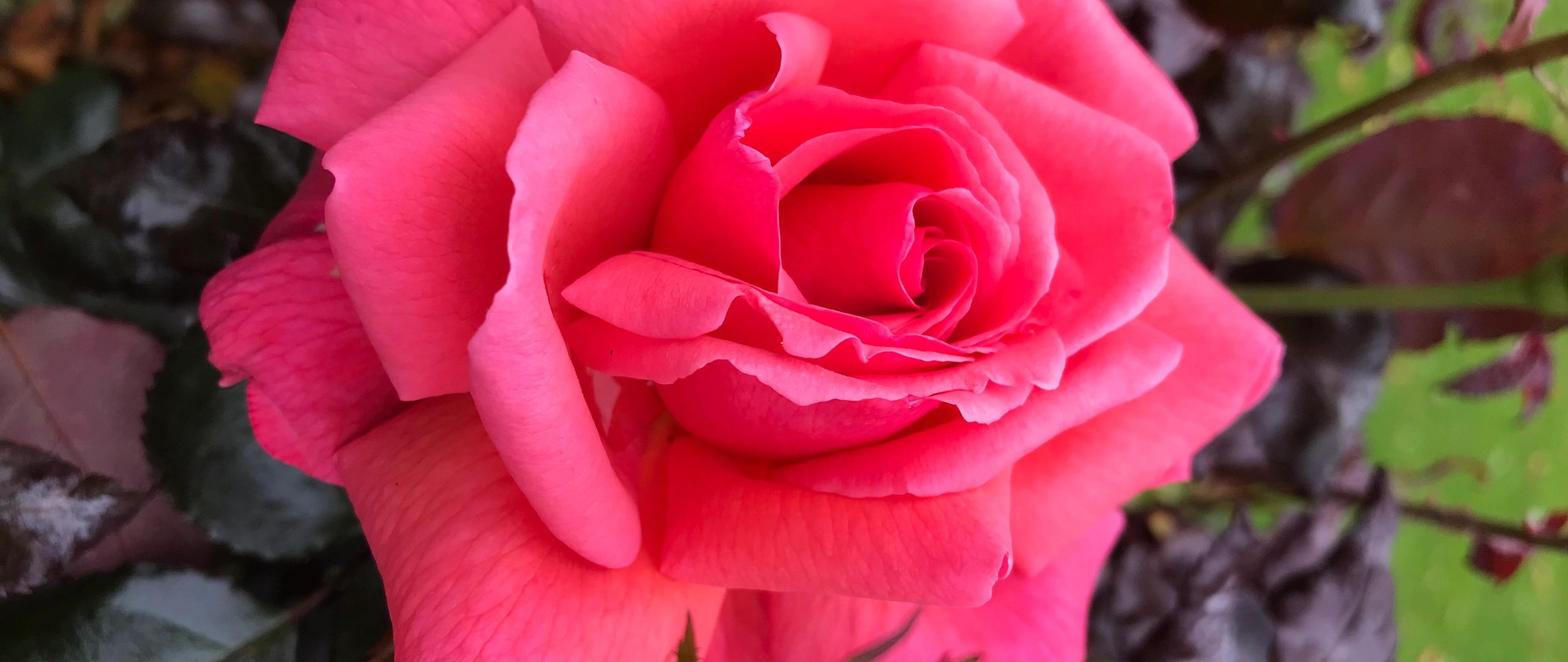 Cocker’s Roses - Roses, Roses, Bare Root Plants
