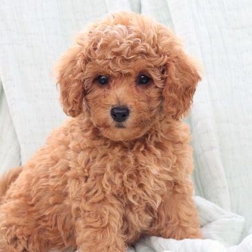 Cavapoochon Puppies for Sale | Pleasant Home Puppies, Cavapoochon ...