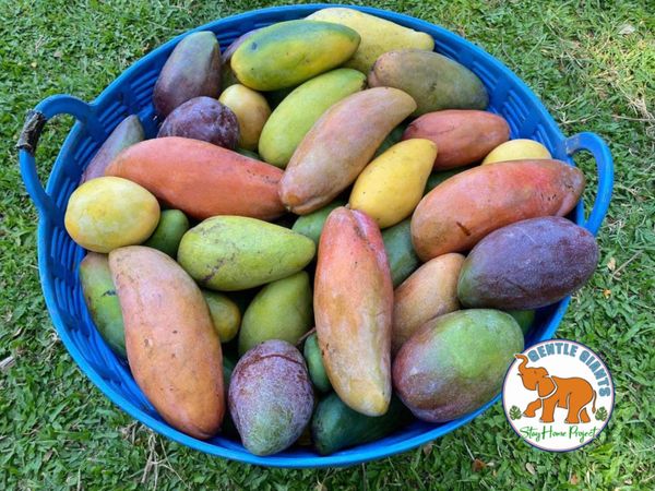 MANGO BASKET - 60 kilos (132 lbs)