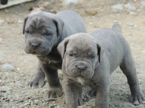 Alaska Cane Corso - Last Frontier Cane Corso