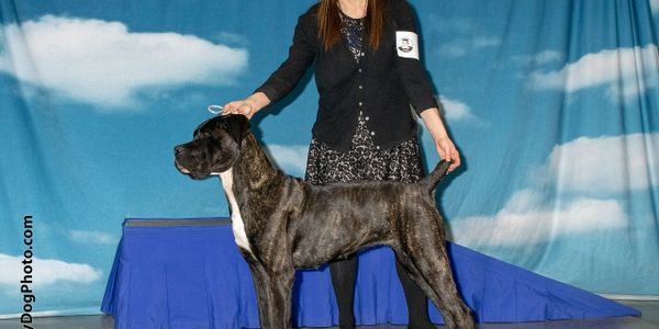 Alaska Cane Corso - Last Frontier Cane Corso