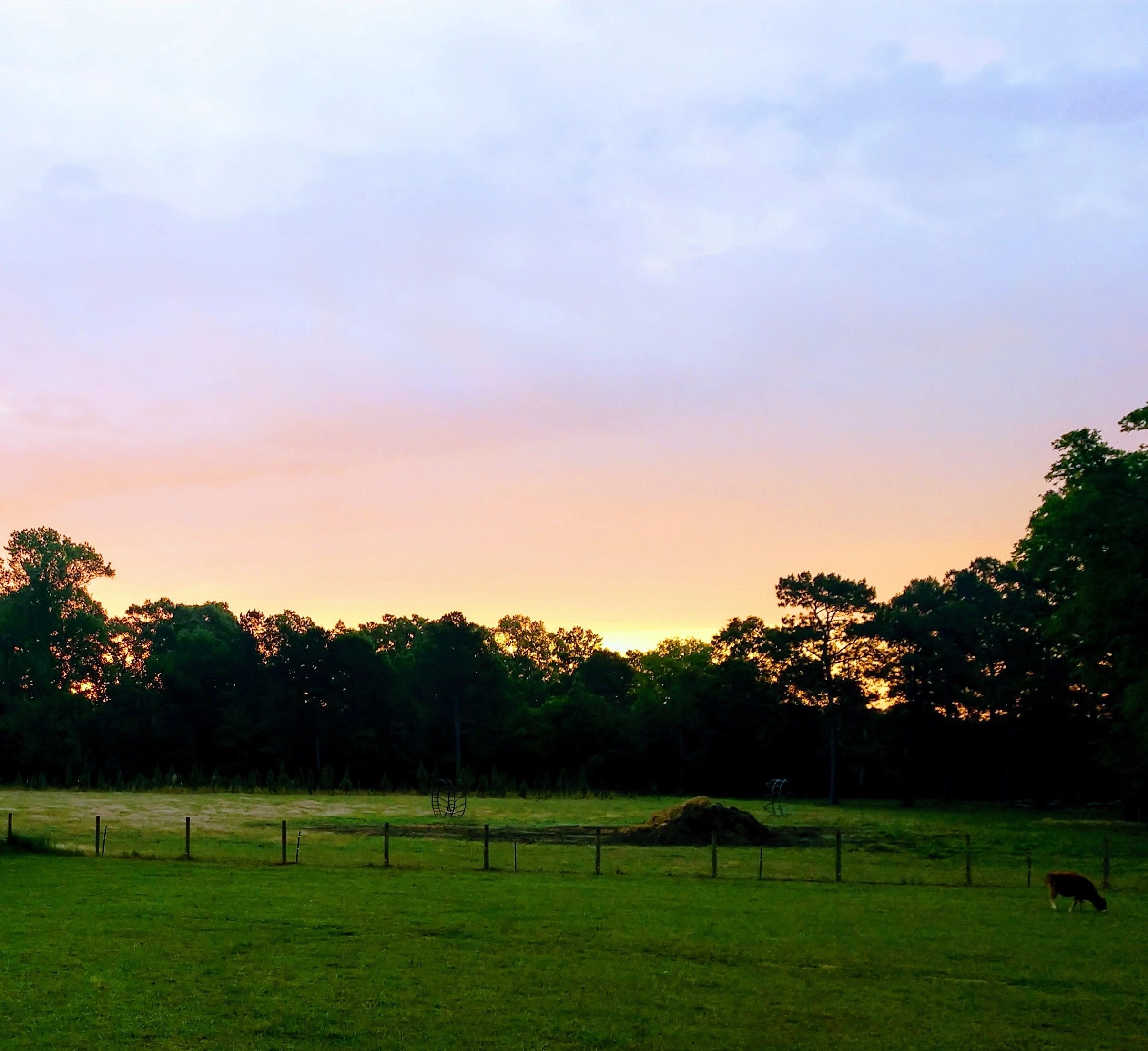 Border Collies - Manor Farms