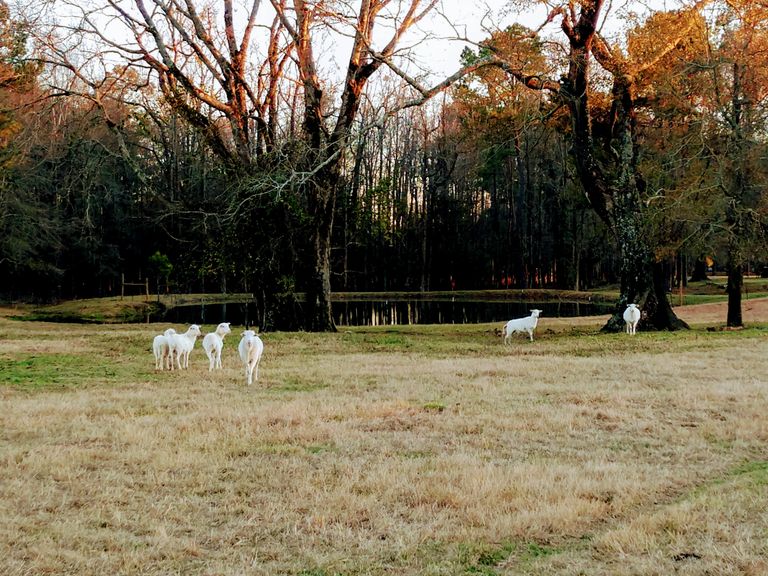 Border Collies - Manor Farms