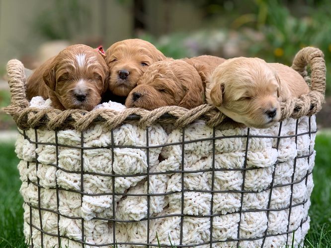 Destination Doodles - Petite/Toy & Mini Goldendoodles, Goldendoodle Destination Doodles - Petite/Toy & Mini Goldendoodles, Goldendoodle
