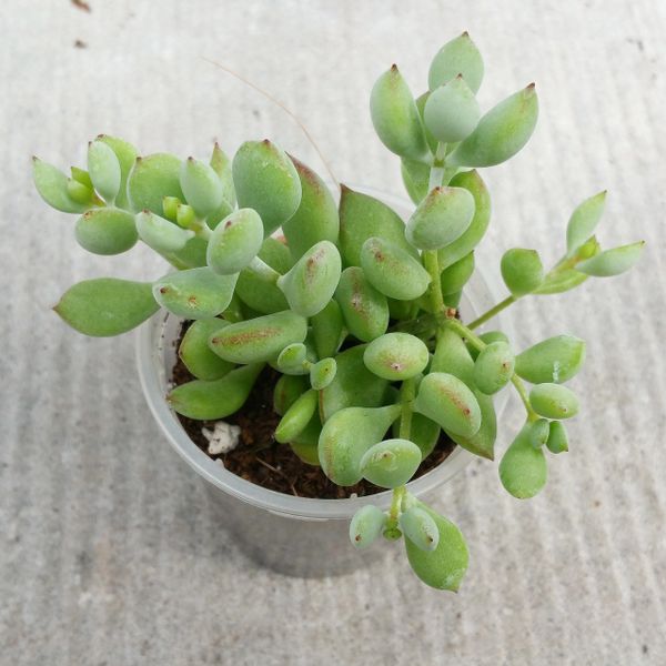 Cotyledon Pendens | Succulents